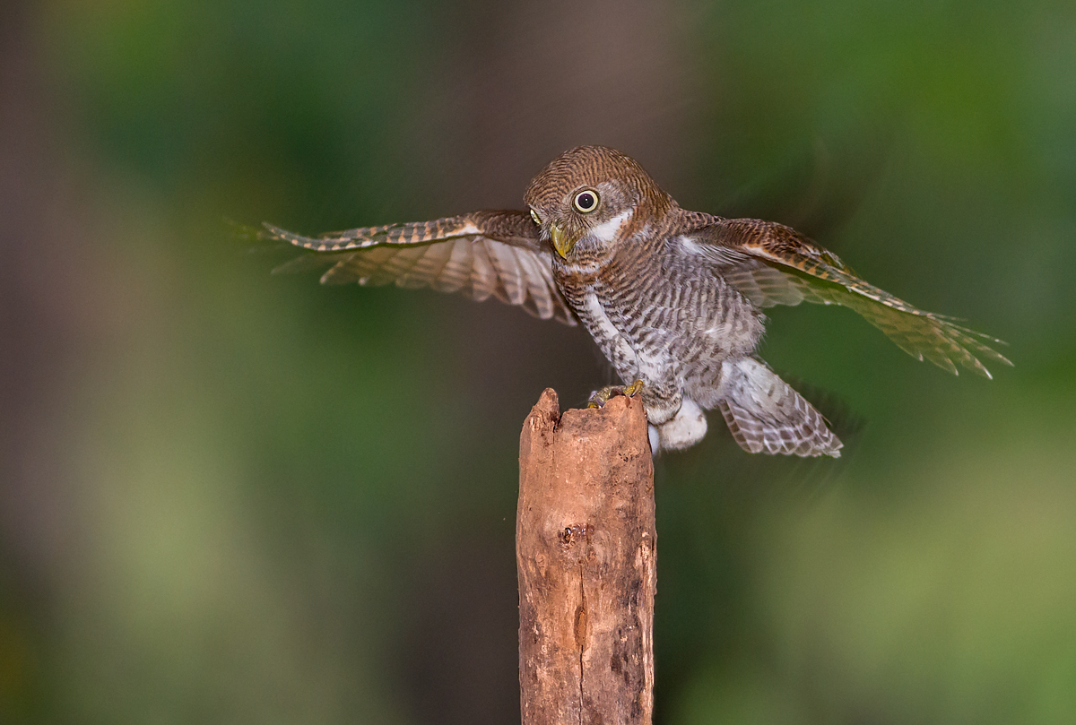 Hide Photography | Birding South India