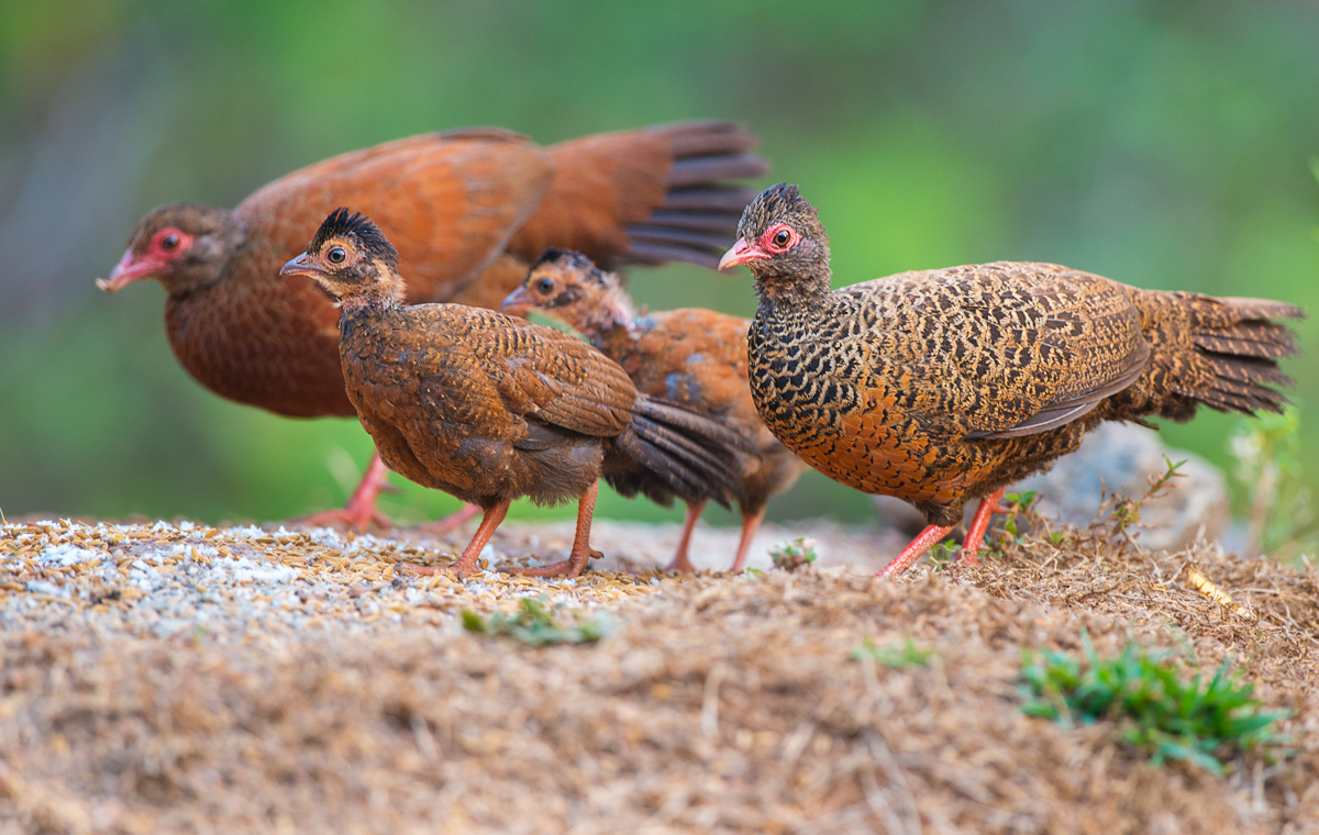 Hide Photography | Birding South India