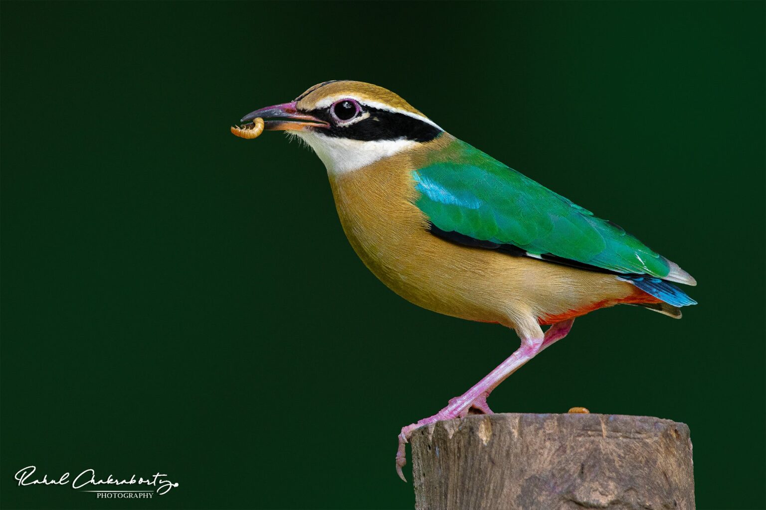 Indian Pitta(Pitta Brachyrua) | Birding South India